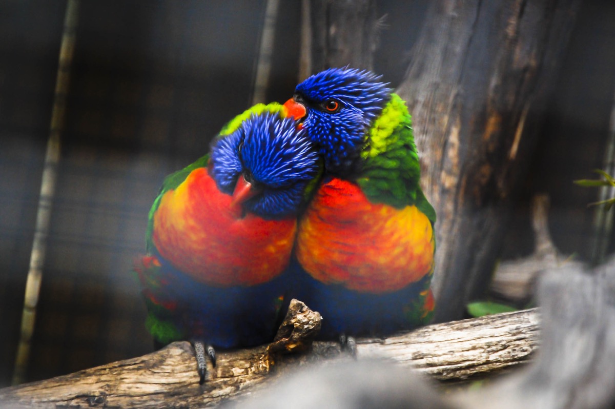 23 Photos of Animals in Love That Will Make You Literally Melt — Best Life