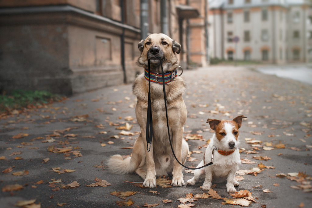 30 Senior Dog Photos That Prove They're Even Better Than Puppies