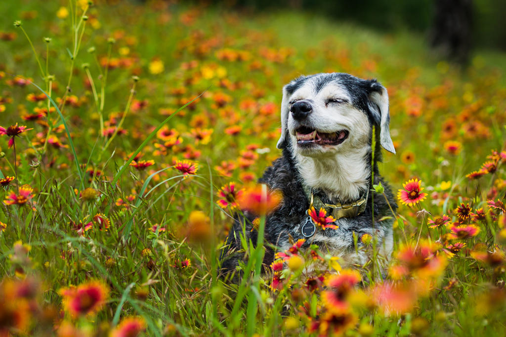 30 Senior Dog Photos That Prove They're Even Better Than Puppies