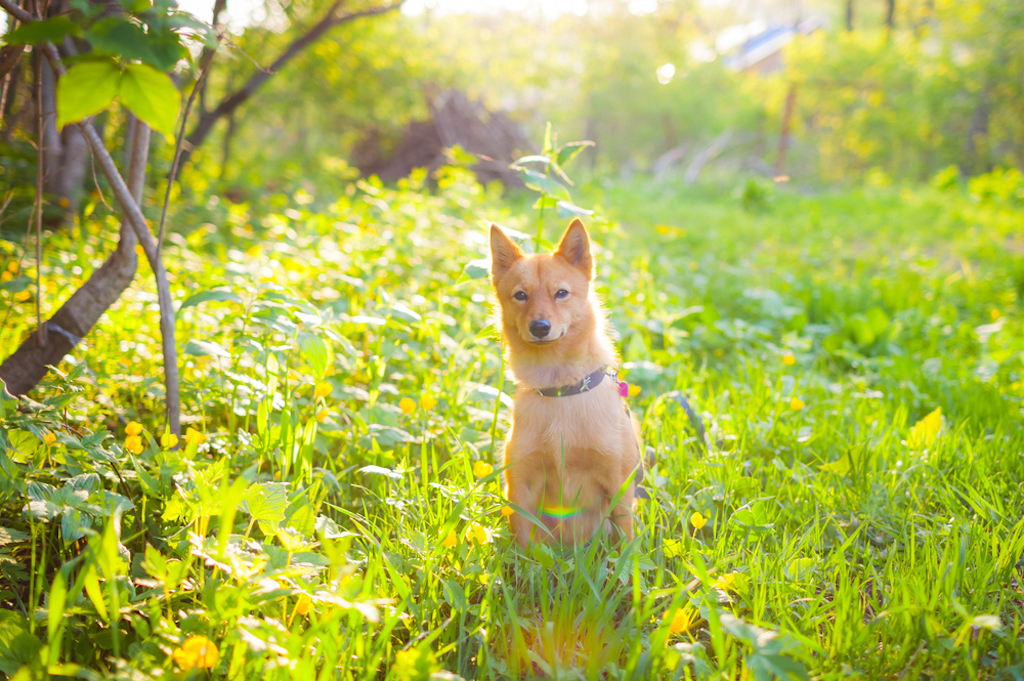 This Man's Tweet About His Dog Being Bribed by a Bear Is Going Viral ...