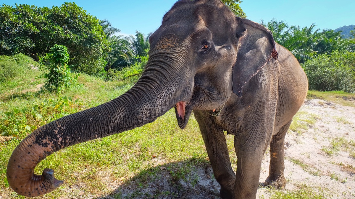20 Elephant Jokes So Funny You'll Laugh Your Trunks Off — Best Life