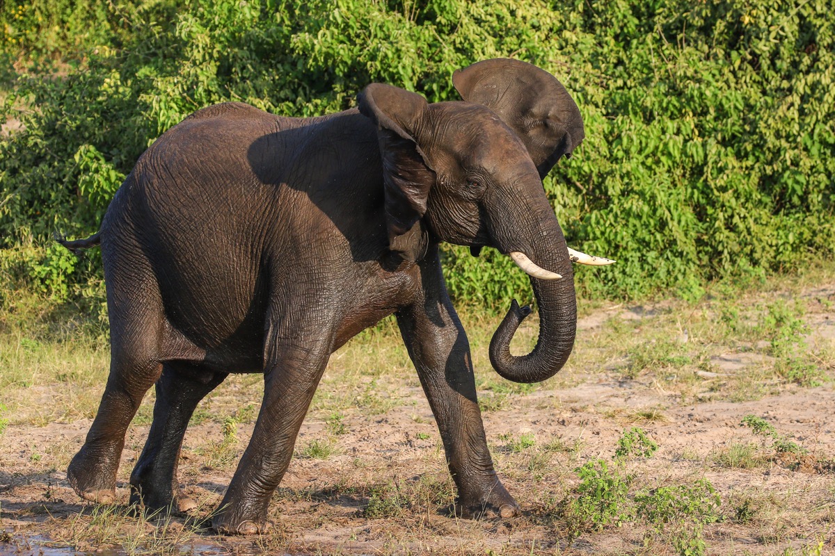 20 Elephant Jokes So Funny You'll Laugh Your Trunks Off — Best Life
