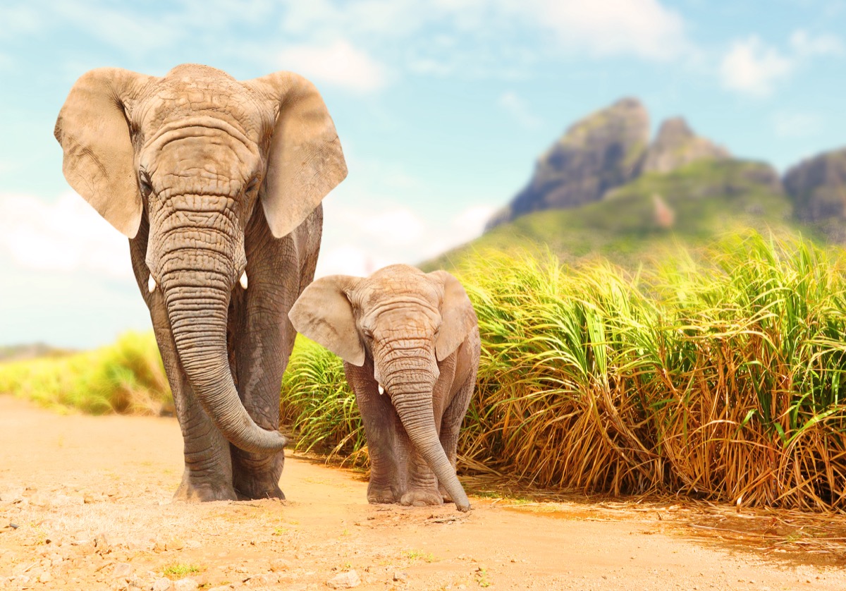 20 Elephant Jokes So Funny You'll Laugh Your Trunks Off — Best Life