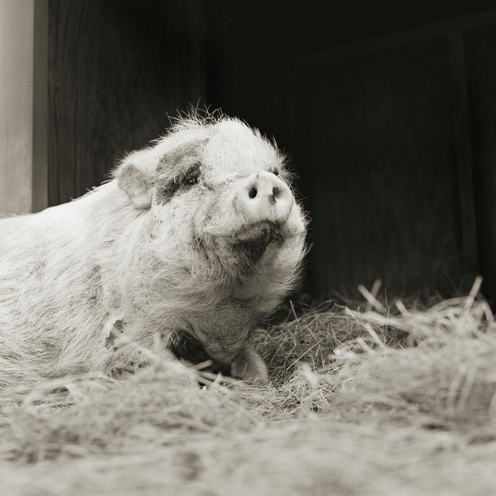 This Woman Combats Her Fear of Aging by Taking Photos of Elderly Farm ...