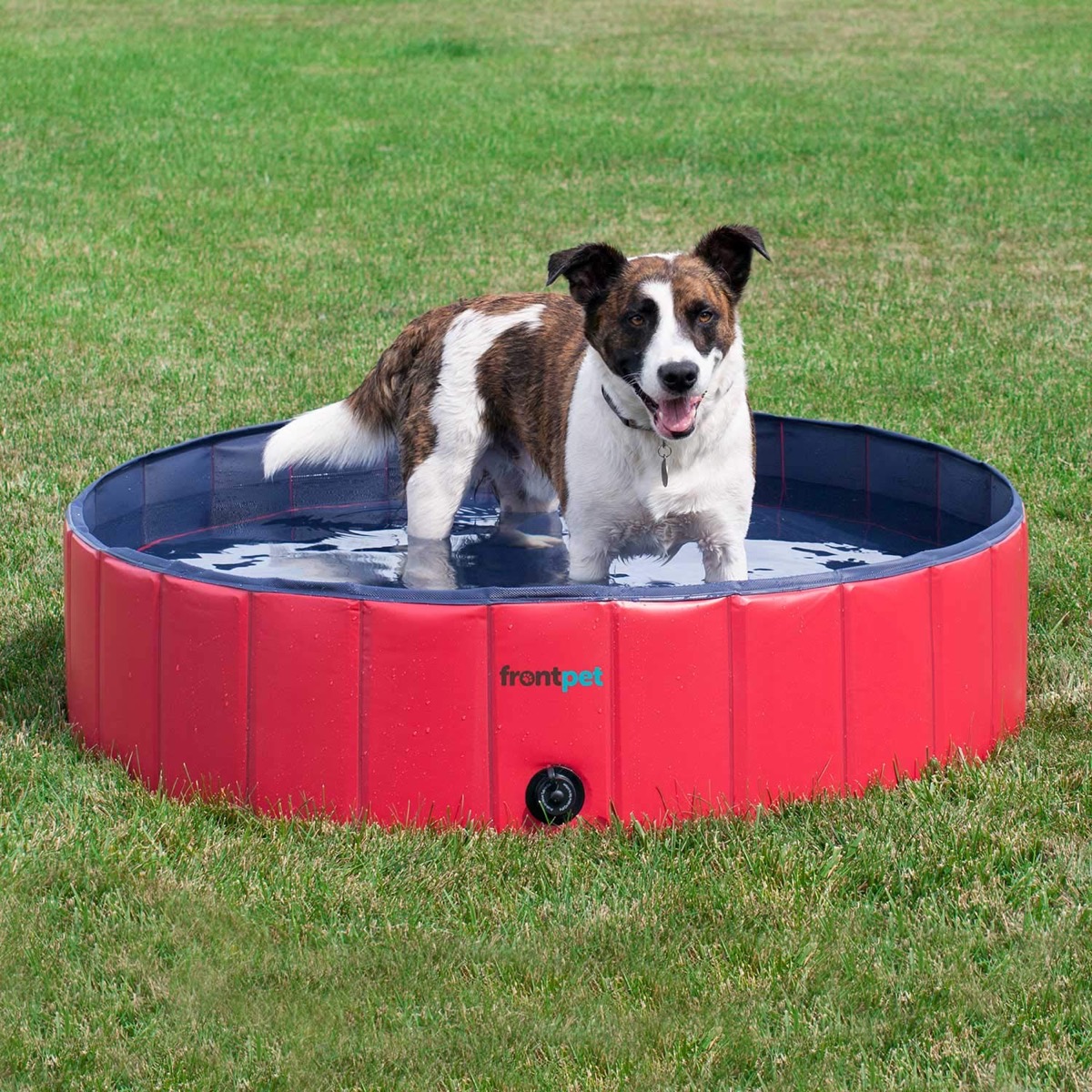 20 Genius Pet Accessories to Keep Your Furry Friends Cooler All Summer ...