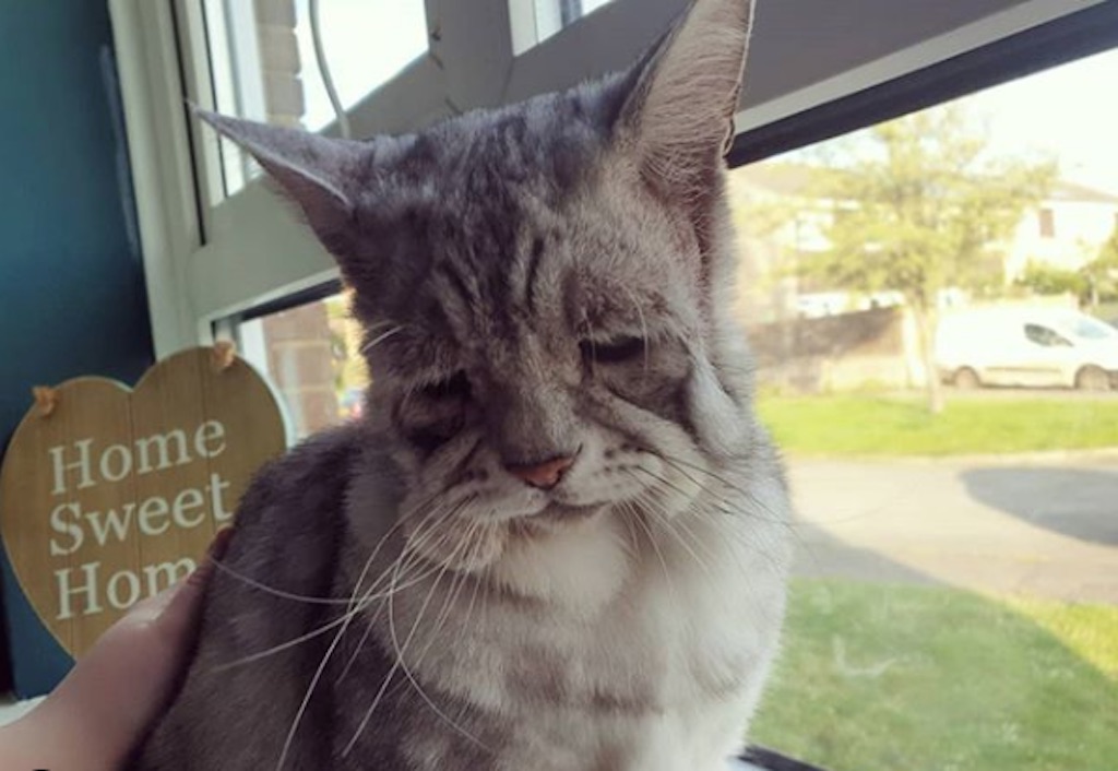 Cat with Adorable Face and Rare Disease Finally Finds Forever Home ...
