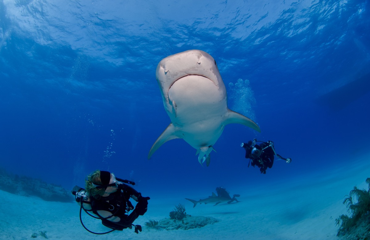 15 Photos of Sharks That Prove They Aren't as Scary as They Seem — Best ...