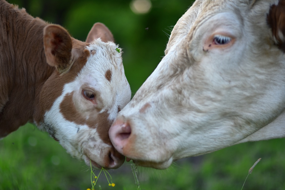 28 Cow Photos That Are Too Adorable for Words — Best Life
