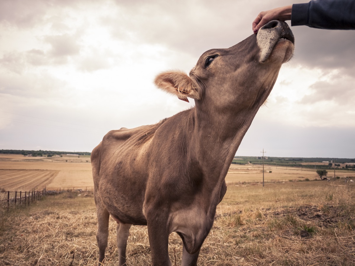 28 Cow Photos That Are Too Adorable for Words — Best Life