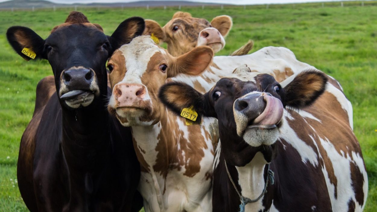 28 Cow Photos That Are Too Adorable for Words — Best Life