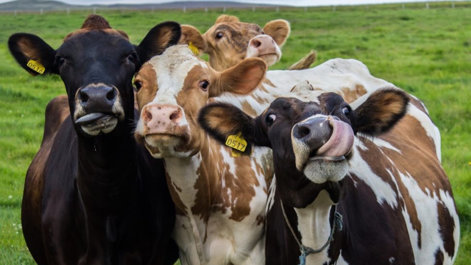 28 Cow Photos That Are Too Adorable for Words — Best Life