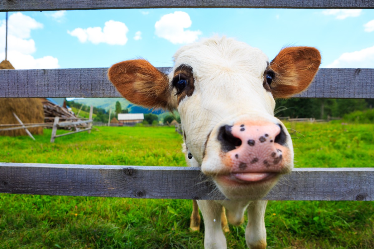 28 Cow Photos That Are Too Adorable for Words — Best Life
