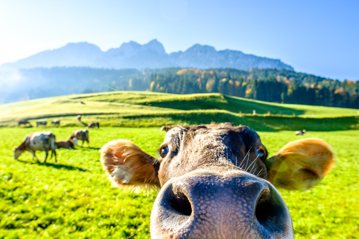 28 Cow Photos That Are Too Adorable for Words — Best Life