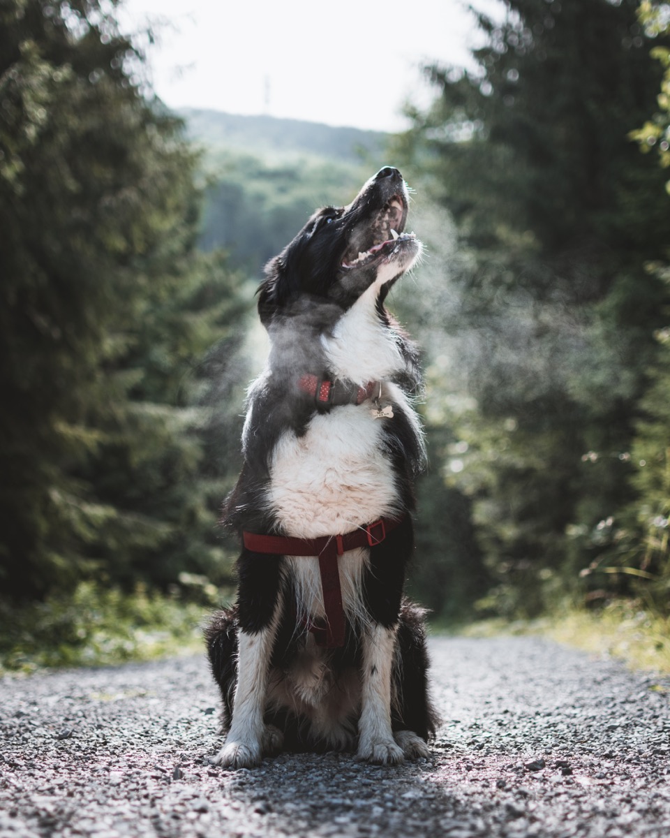 25 Incredible Things You Never Knew Dogs Could Do — Best Life