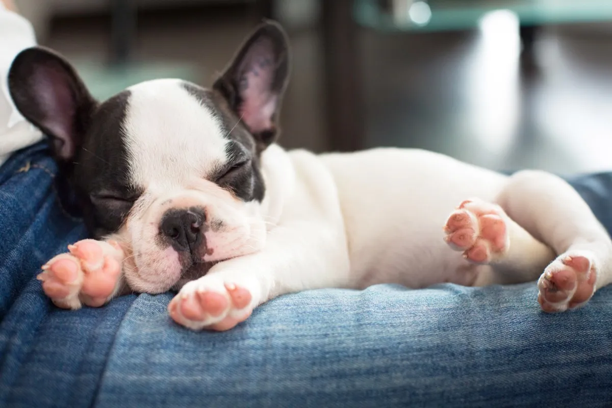 35 Photos of Snoozing Dogs That Will Make Your Heart Melt — Best Life