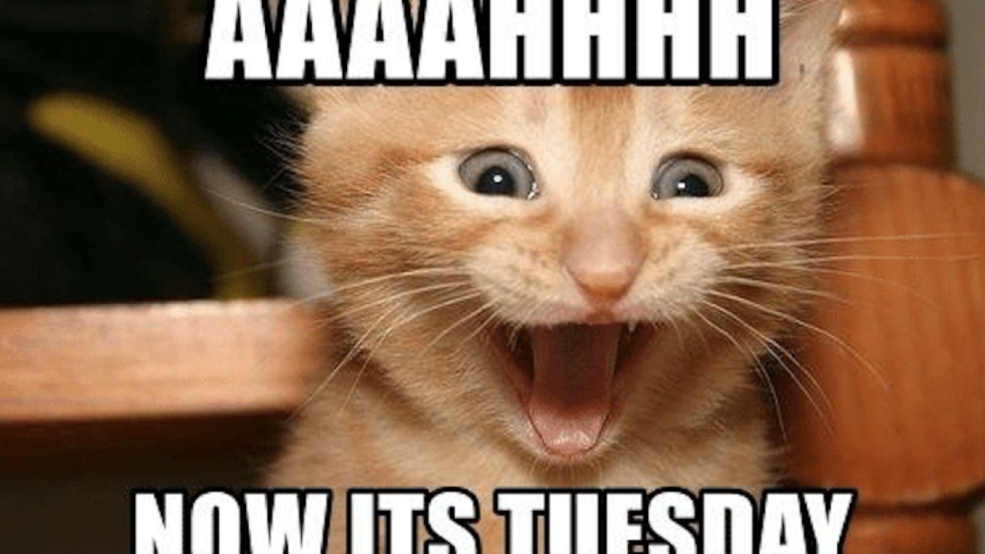 15 Happy Tuesday Memes - Best Funny Tuesday Memes