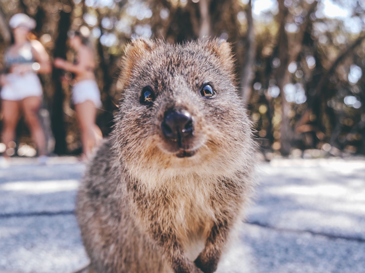 What Is a Quokka? 15 Facts About the "Happiest" Creature on Earth