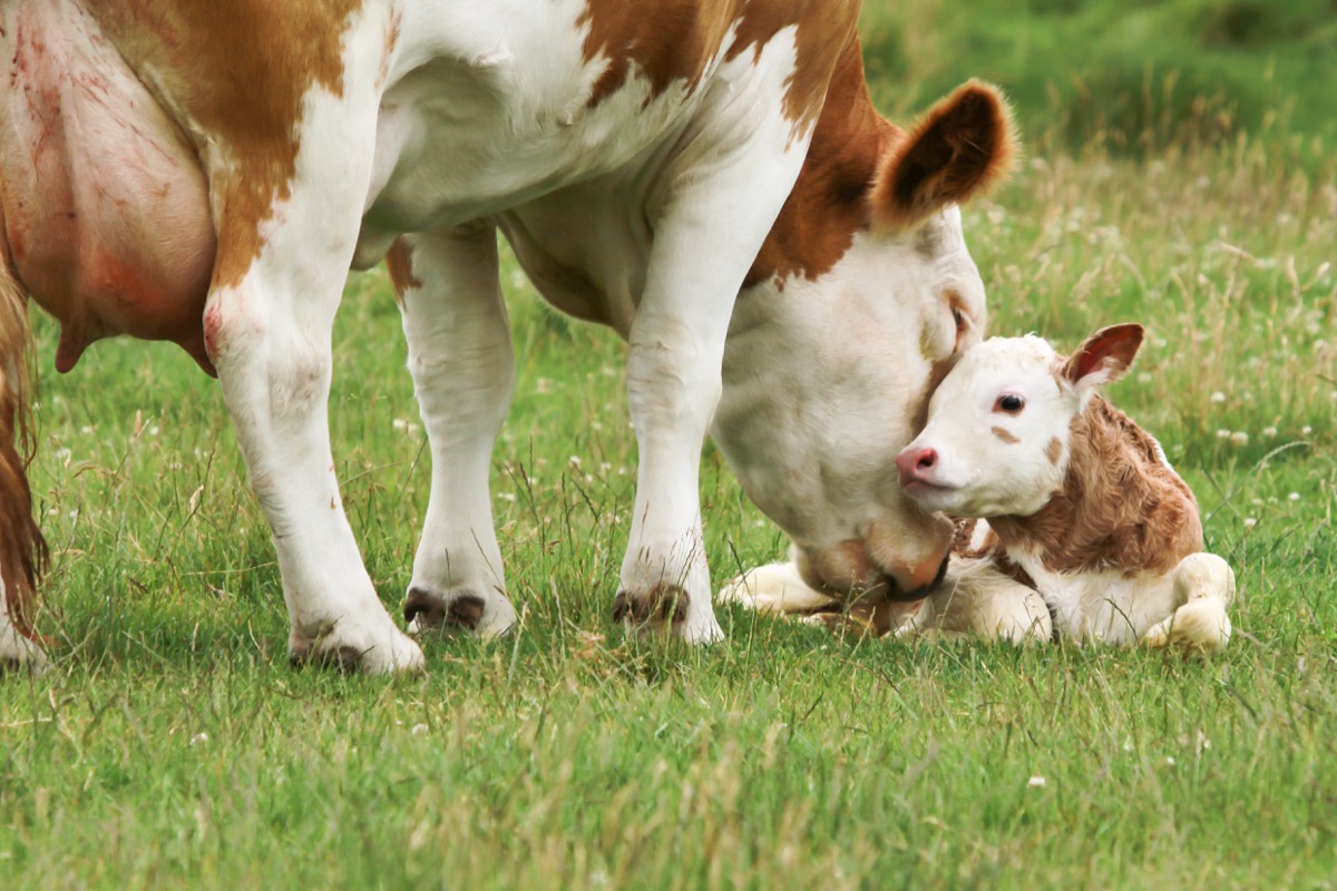 28 Cow Photos That Are Too Adorable for Words — Best Life