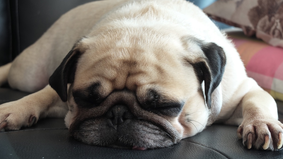 35 Photos of Snoozing Dogs That Will Make Your Heart Melt — Best Life