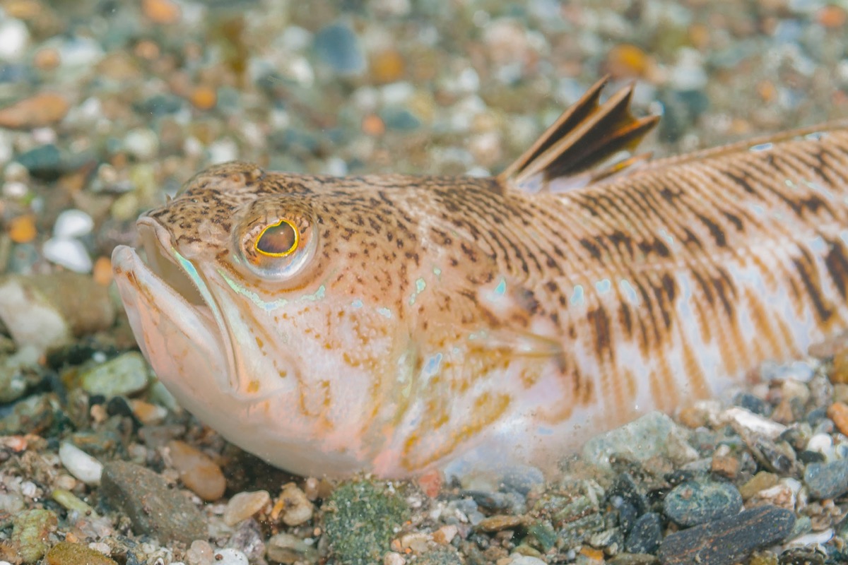 15 Terrifying Things in the Ocean That Can Sting You — Best Life