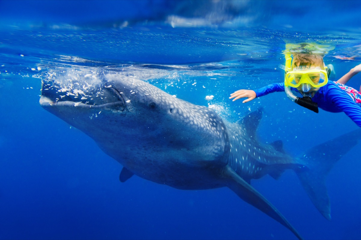15 Photos of Sharks That Prove They Aren't as Scary as They Seem — Best ...