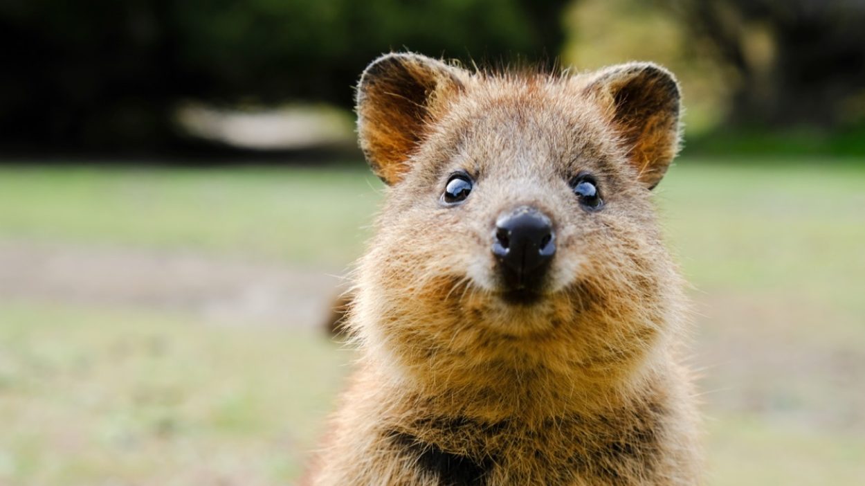 What Is a Quokka? 15 Facts About the "Happiest" Creature on Earth