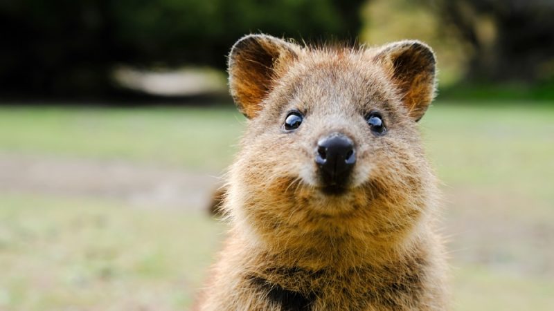 What Is a Quokka? 15 Facts About the "Happiest" Creature on Earth