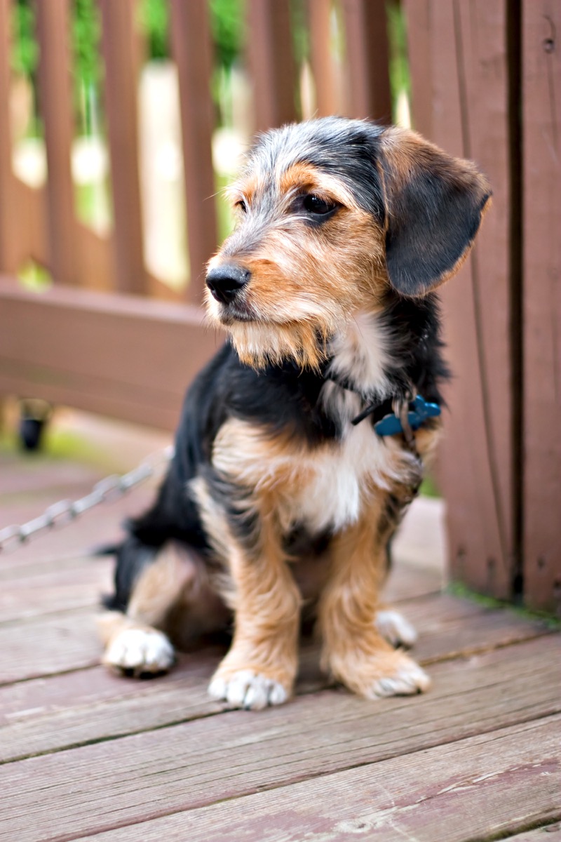 50 Adorable Mutts That Will Warm Your Heart — Best Life