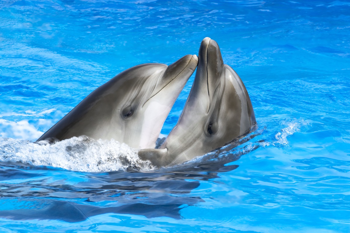 20 Facts About Dolphins That Will Make You Love Them Even More — Best Life