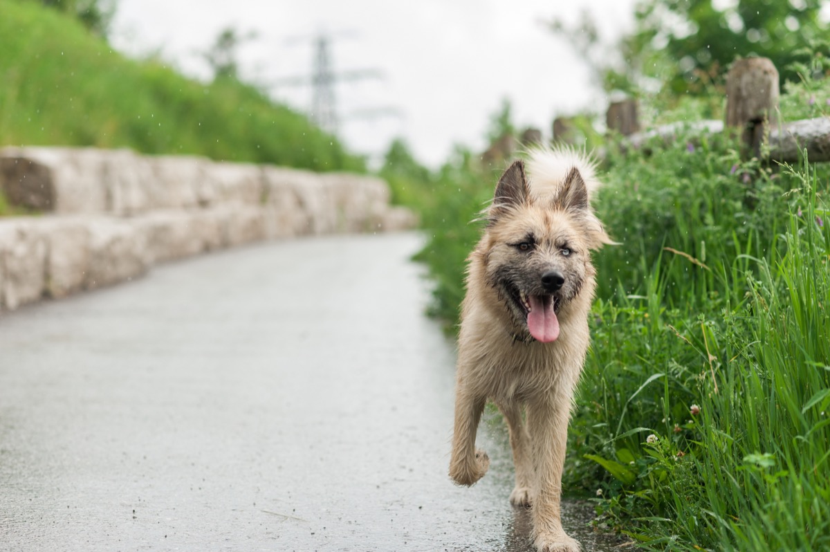 50 Adorable Mutts That Will Warm Your Heart — Best Life