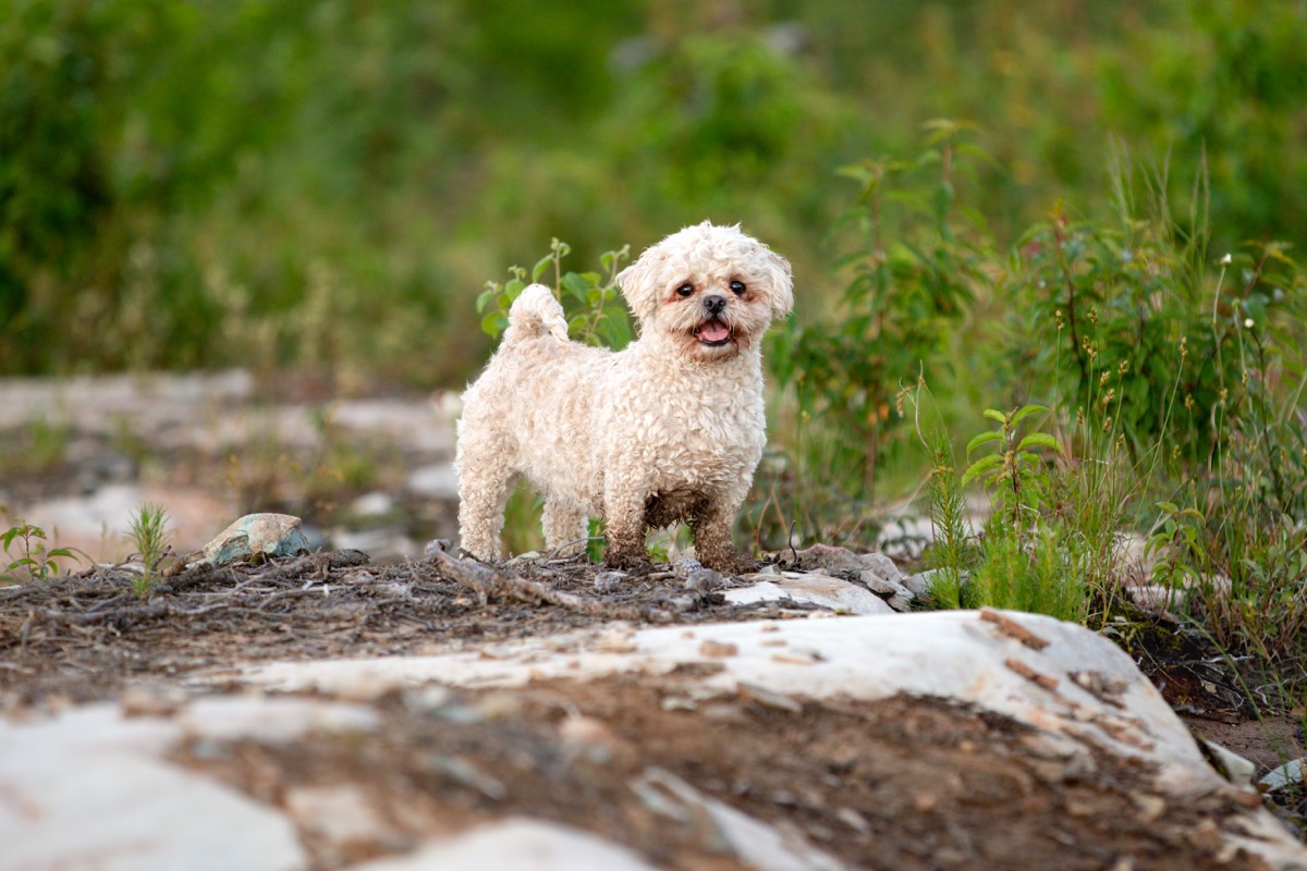 50 Adorable Mutts That Will Warm Your Heart — Best Life