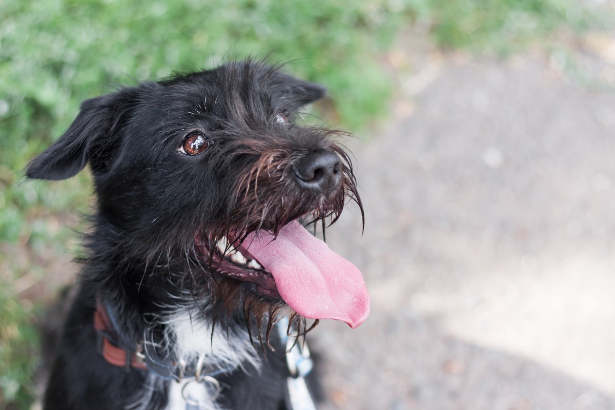 50 Adorable Mutts That Will Warm Your Heart — Best Life