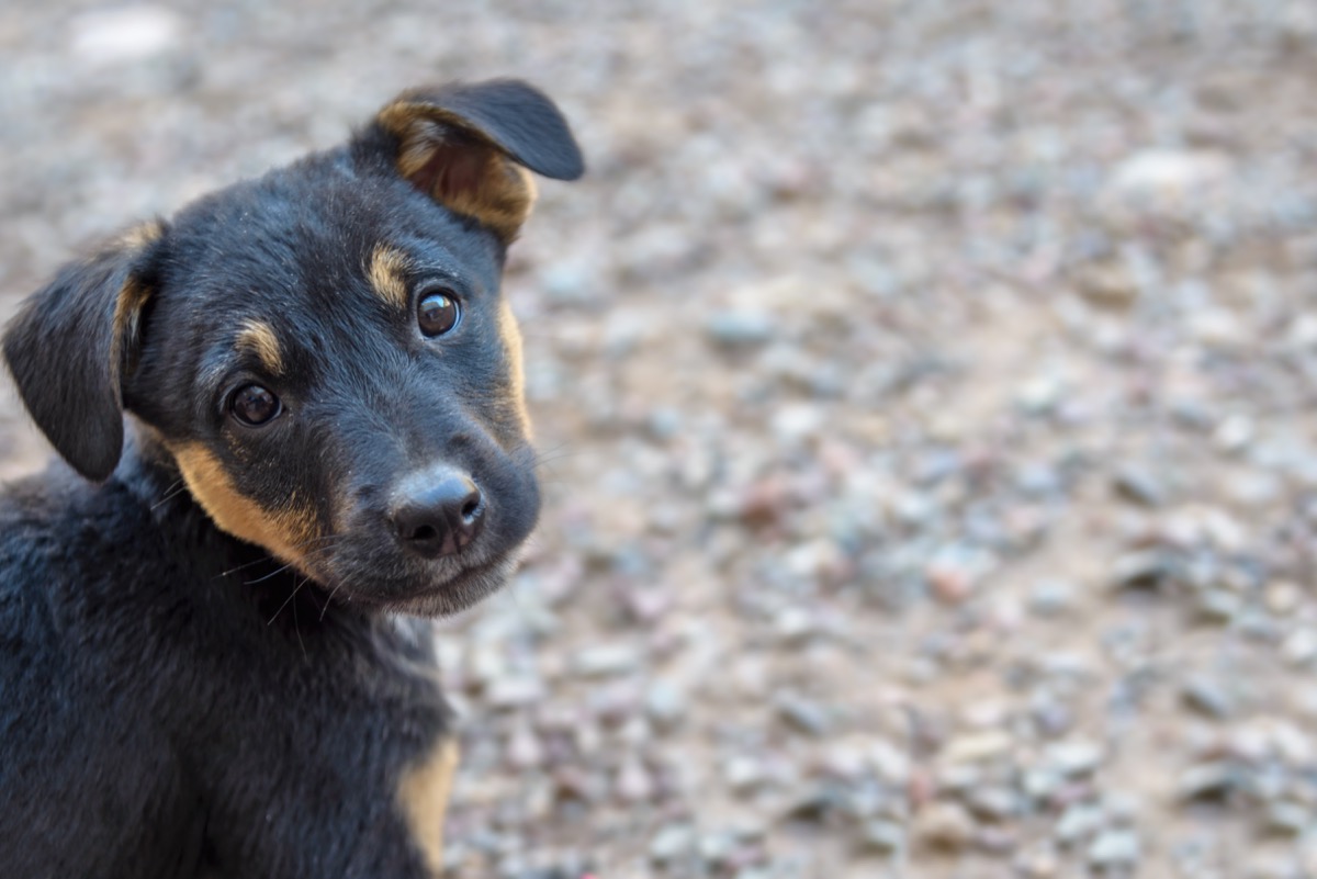 50 Adorable Mutts That Will Warm Your Heart — Best Life