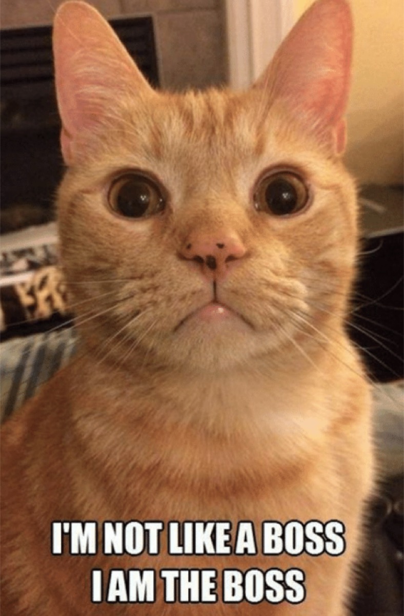 30 Funny Work Memes for Any Office Situation — Best Life