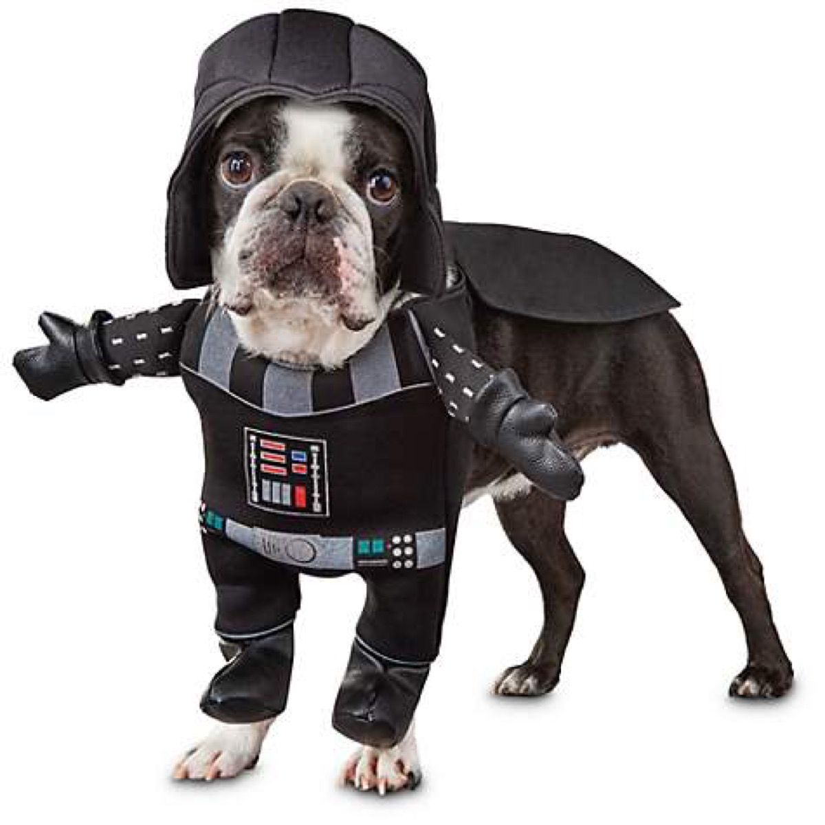 20 Adorable Dog Halloween Costumes You Can Buy Online — Best Life