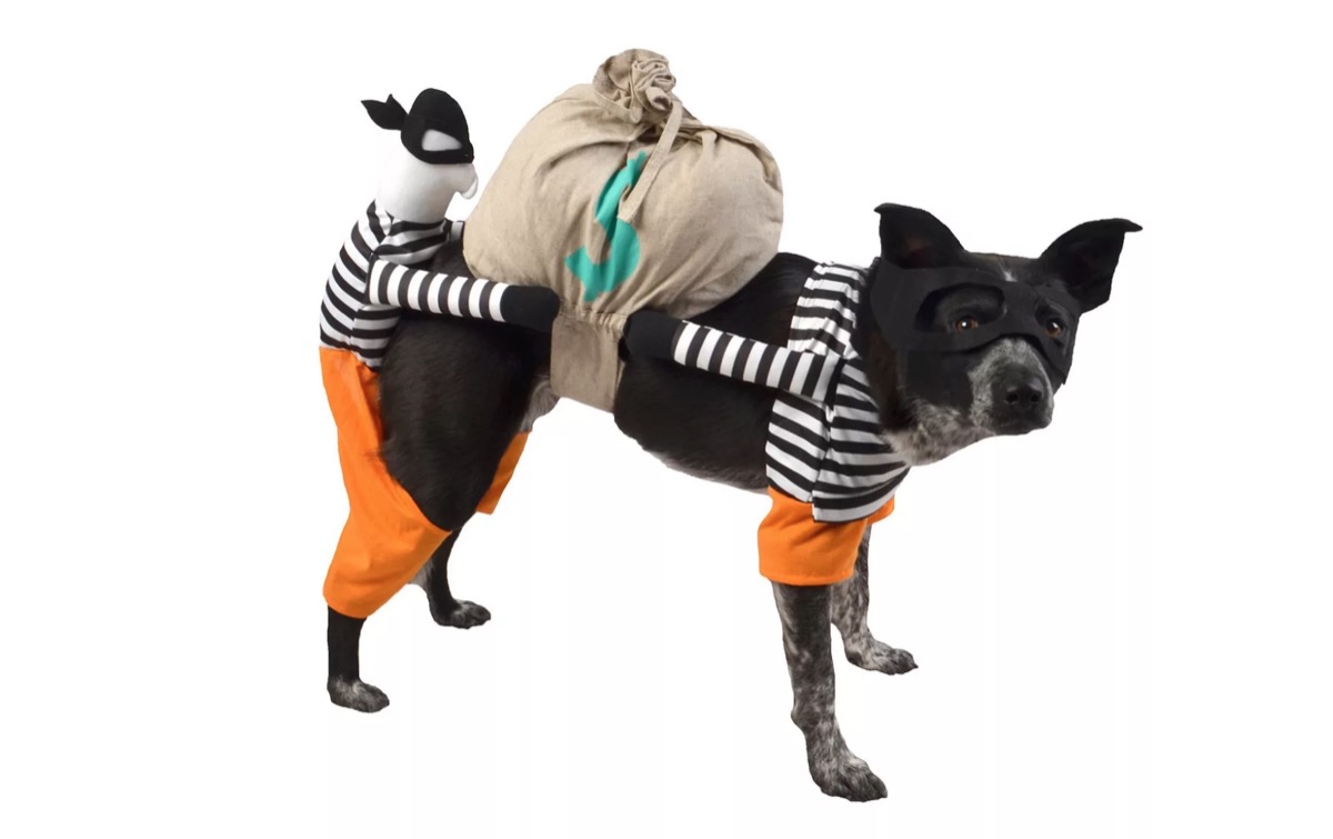 20 Adorable Dog Halloween Costumes You Can Buy Online — Best Life