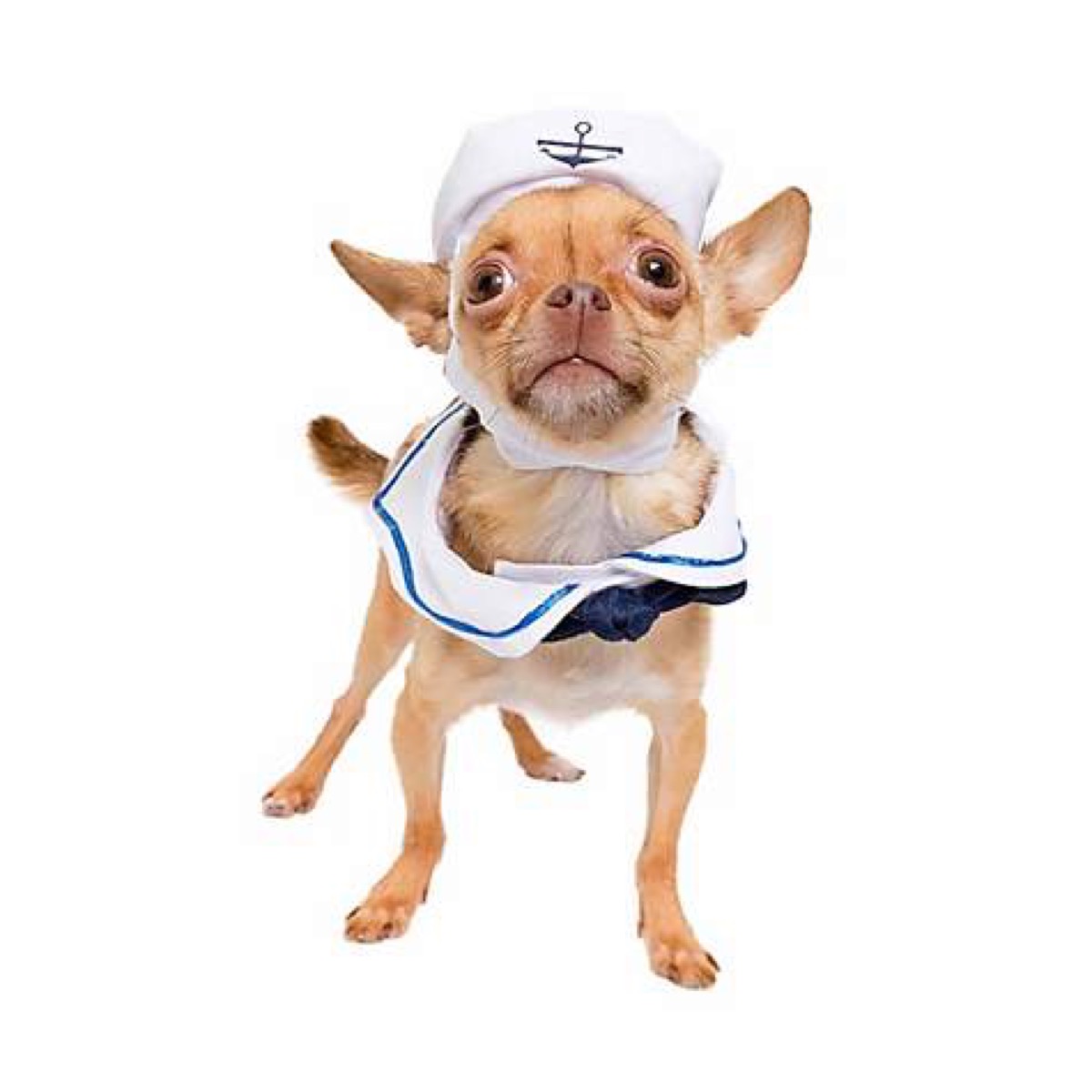 20 Adorable Dog Halloween Costumes You Can Buy Online — Best Life