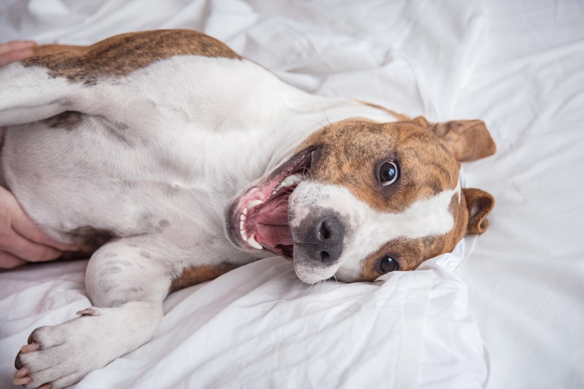 50 Adorable Mutts That Will Warm Your Heart — Best Life