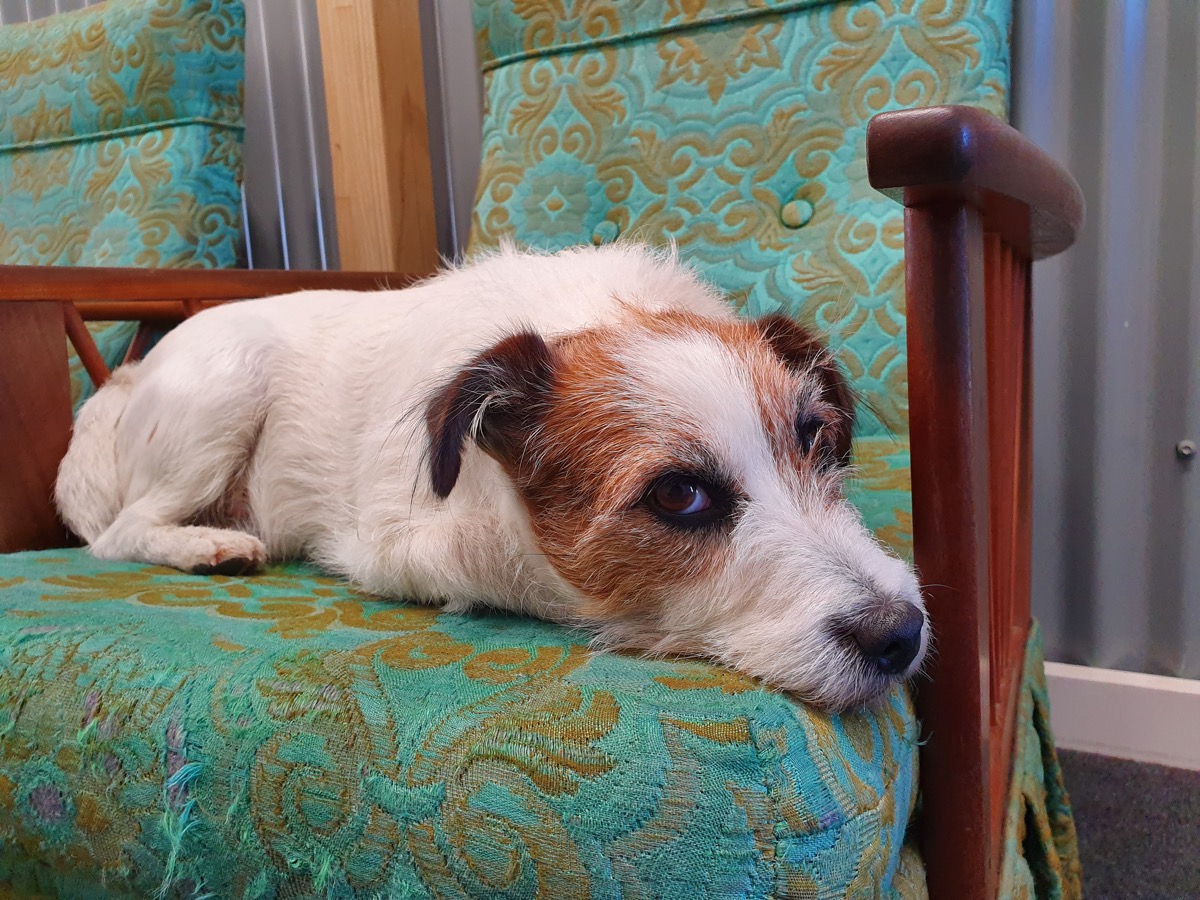 50 Adorable Mutts That Will Warm Your Heart — Best Life