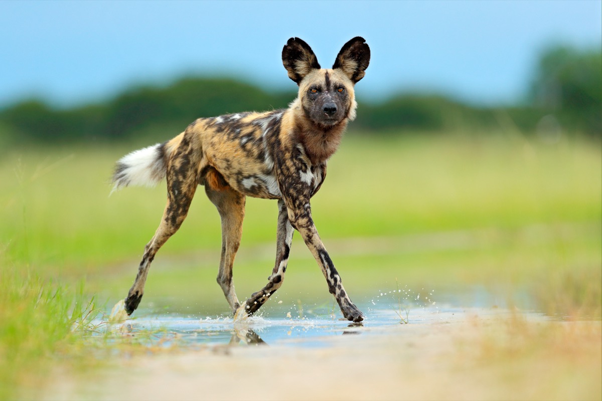 Here Are All the Endangered Species in the World — Best Life