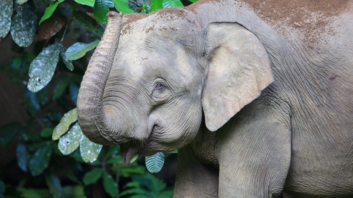 Why Saving Endangered Species Is Important, According to Science