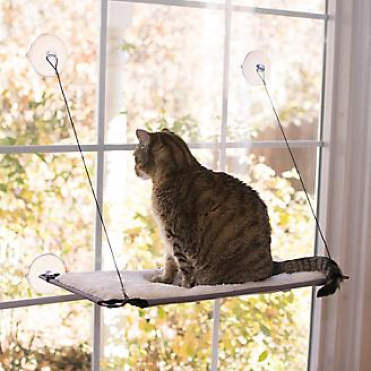20 Genius Products That’ll Turn Your Home Into a Cat Playground — Best Life