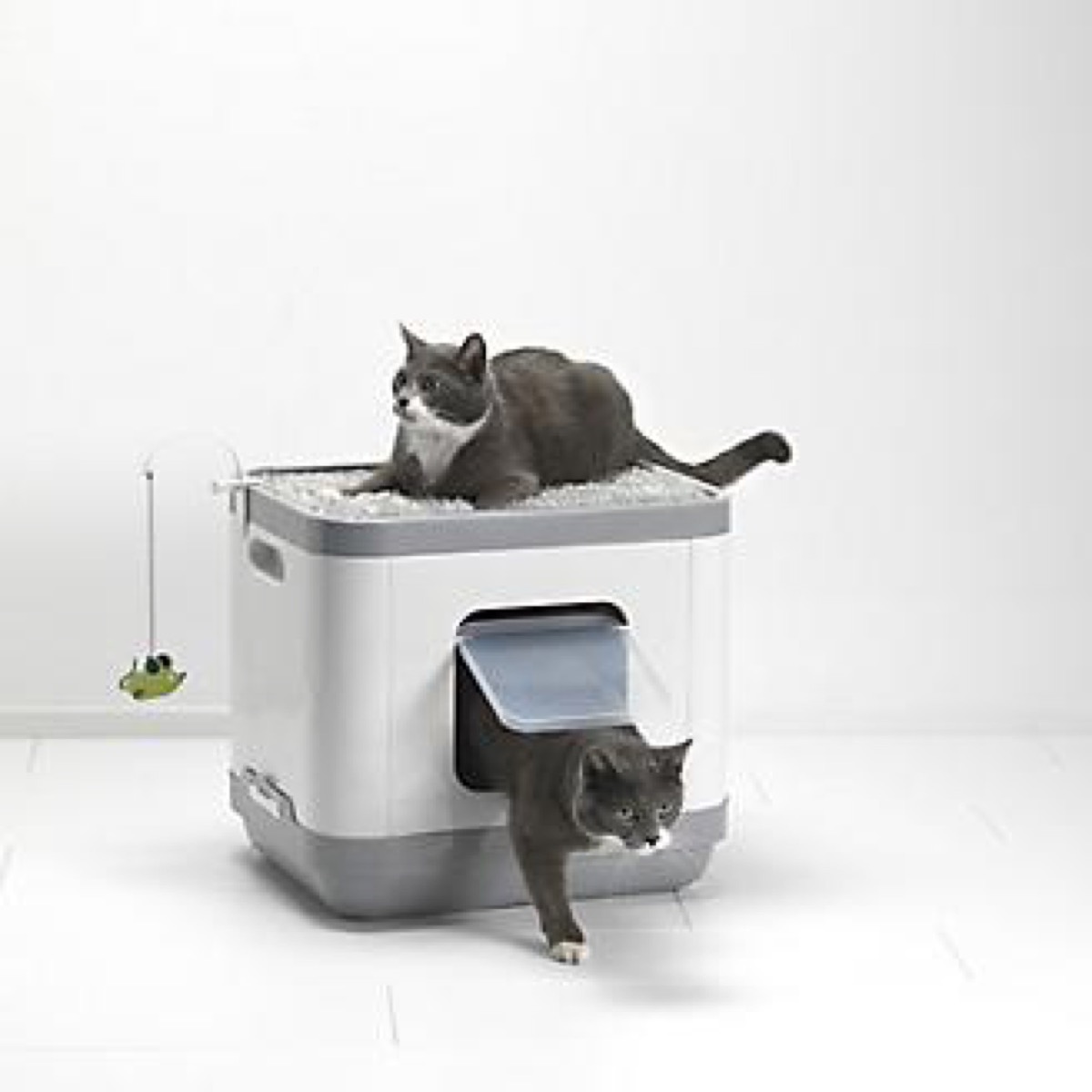 20 Genius Products That’ll Turn Your Home Into a Cat Playground — Best Life