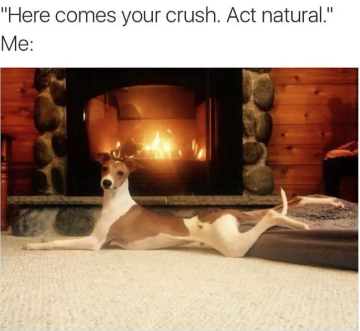 30 Funny Dog Memes to Make You Howl With Laughter - Cute Dog Memes