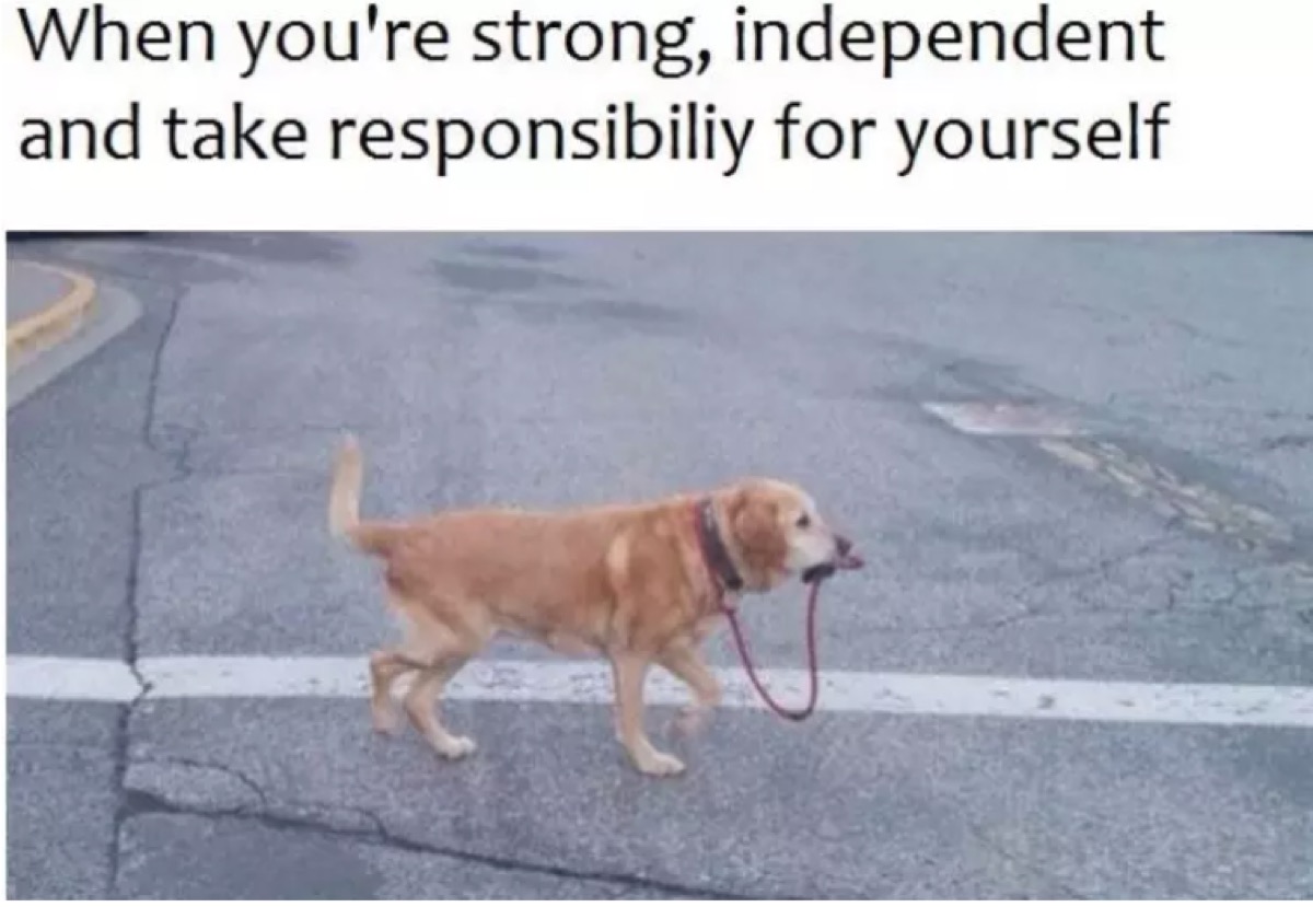30 Funny Dog Memes to Make You Howl With Laughter - Cute Dog Memes