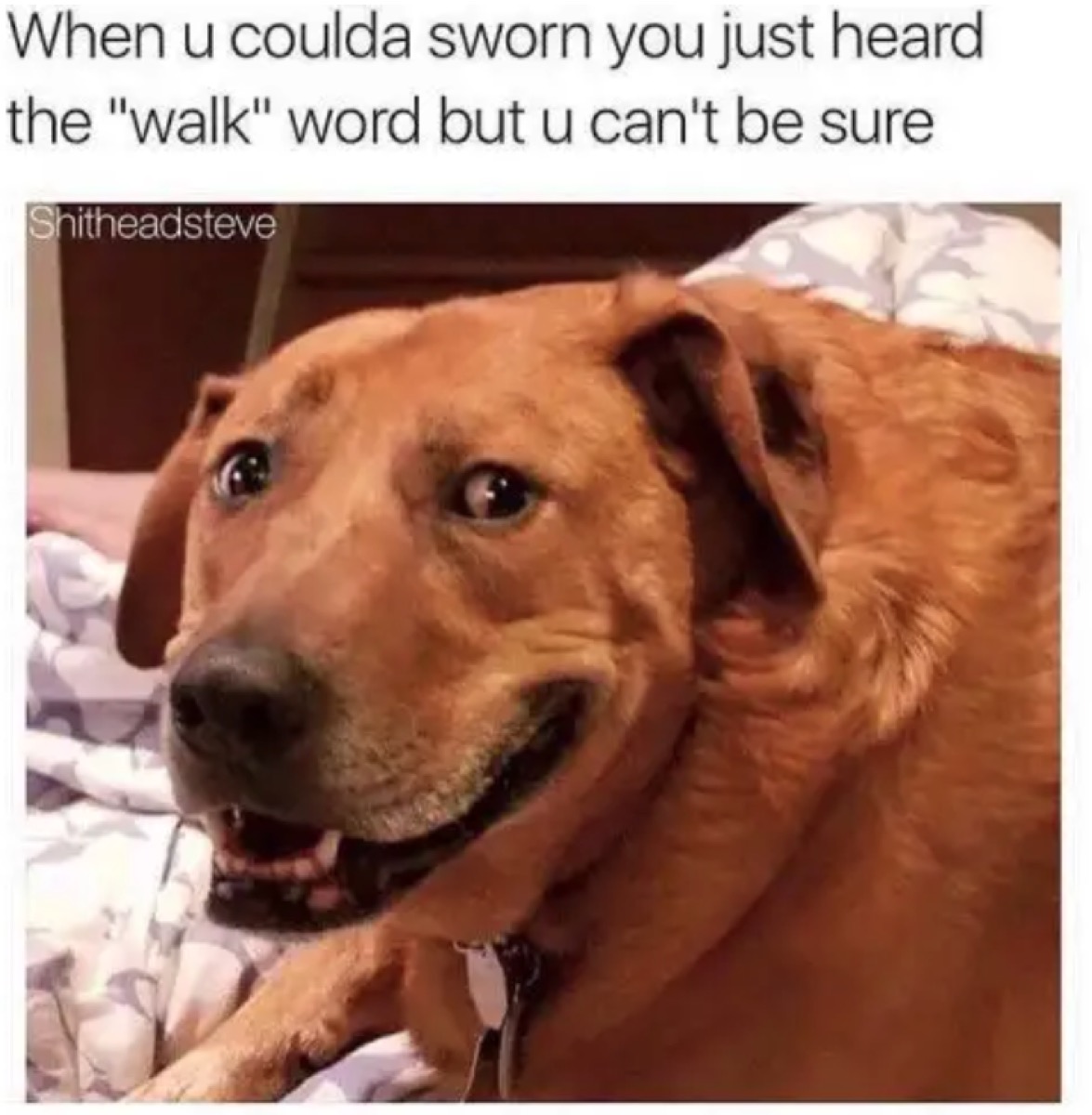 30 Funny Dog Memes to Make You Howl With Laughter - Cute Dog Memes