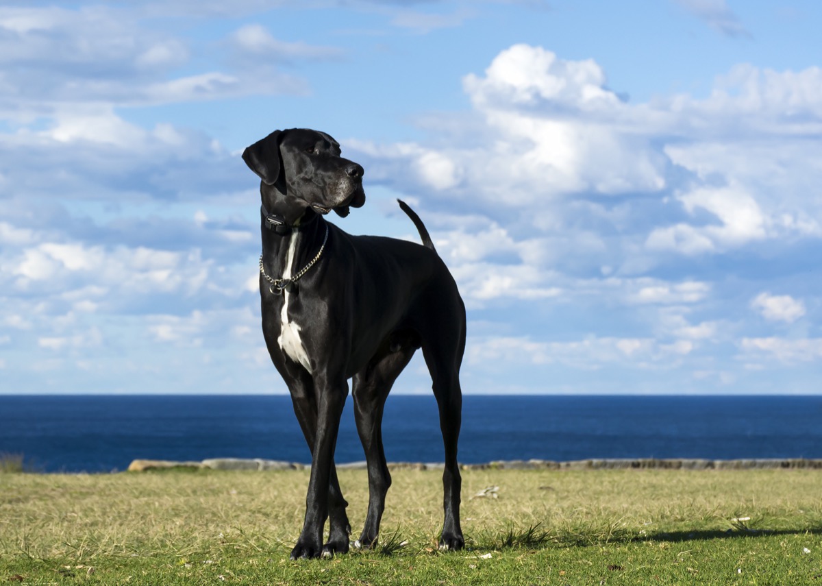 10 Best Dog Breeds for Seniors Looking for Low-Maintenance Pets ...