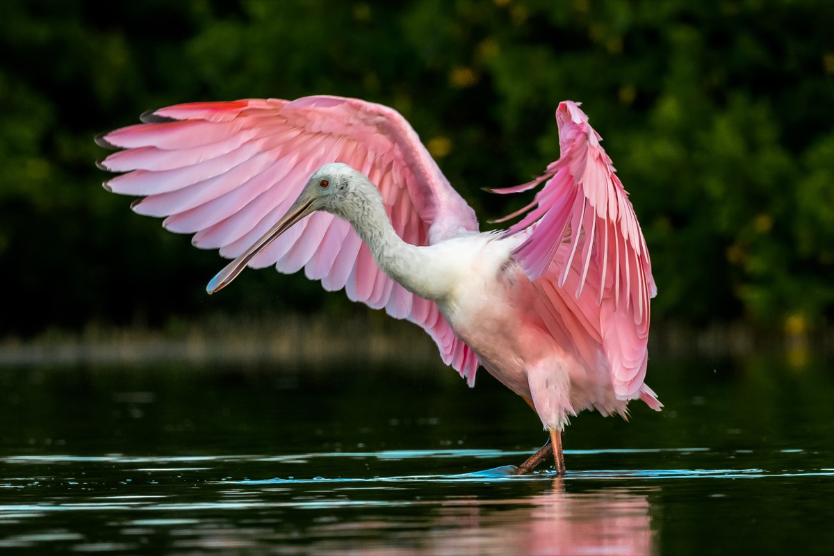 23 Animals With Wildly Unique Features | Best Life