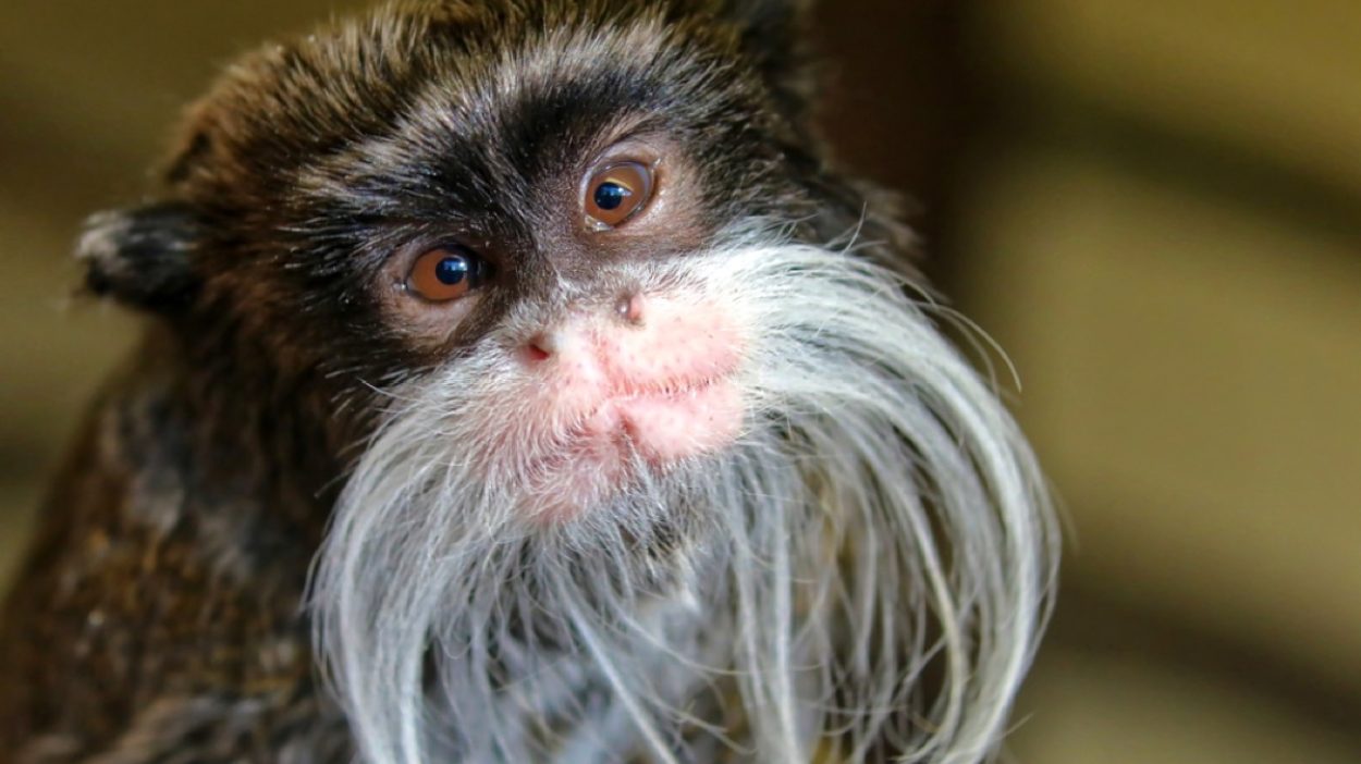 23 Animals With Wildly Unique Features | Best Life