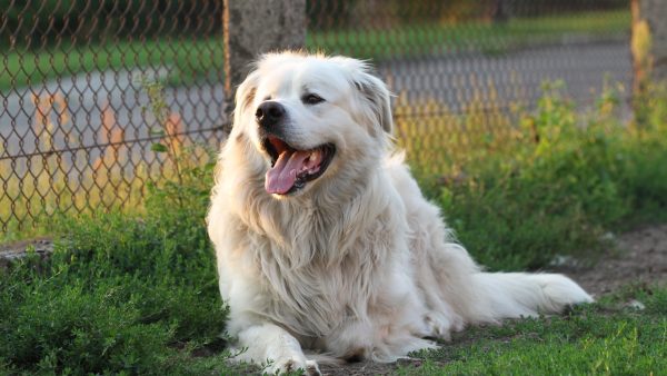 Big Dog Breeds: 20 Puppies That Are Perfect for Any Family — Best Life
